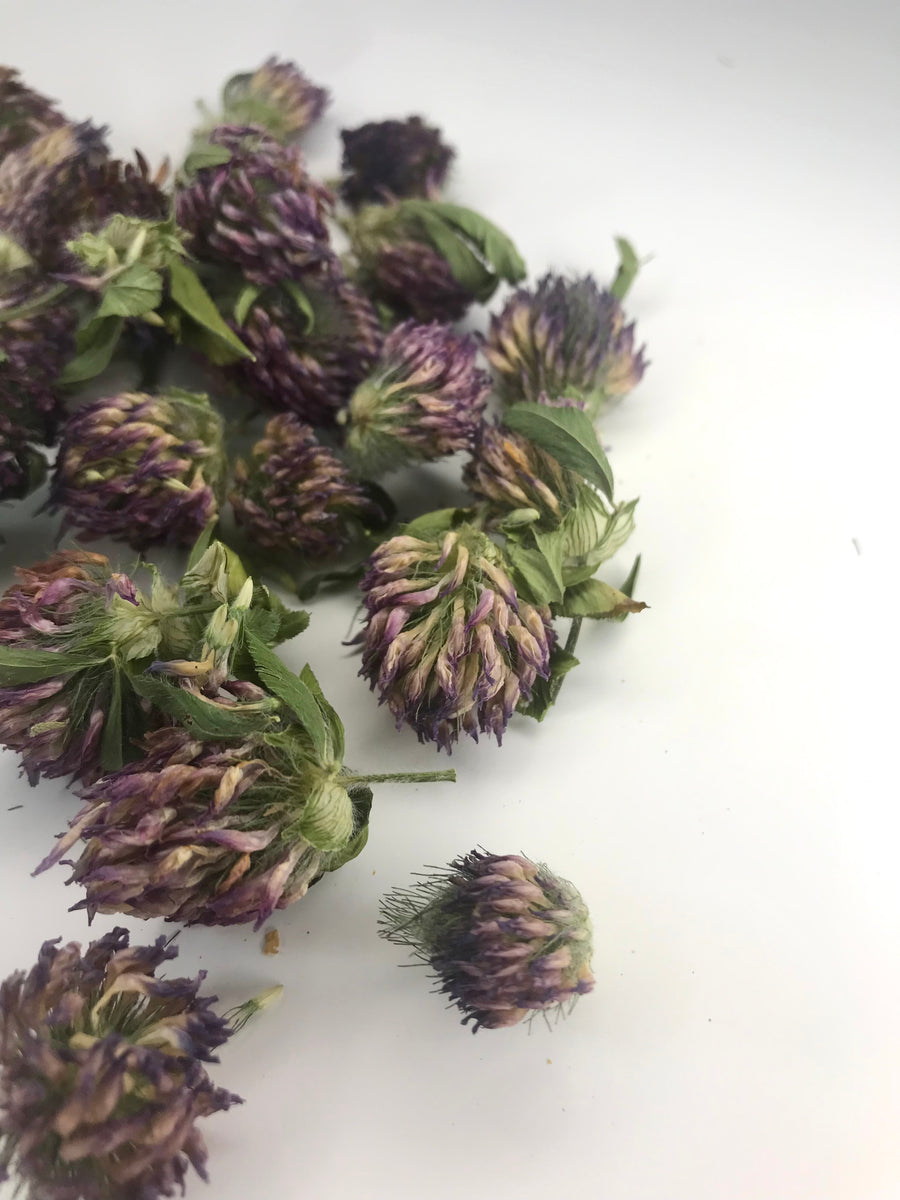Red Clover Flowers, dried – Foraged and Sown